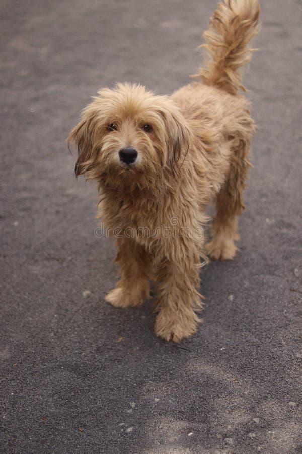 784 Doggo Photos - Free & Royalty-Free Stock Photos from Dreamstime