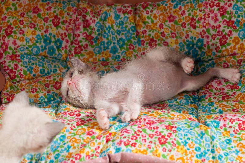 Cute Happy Kitty Cat Relax Close Up Stock Photo - Image of black, cozy ...