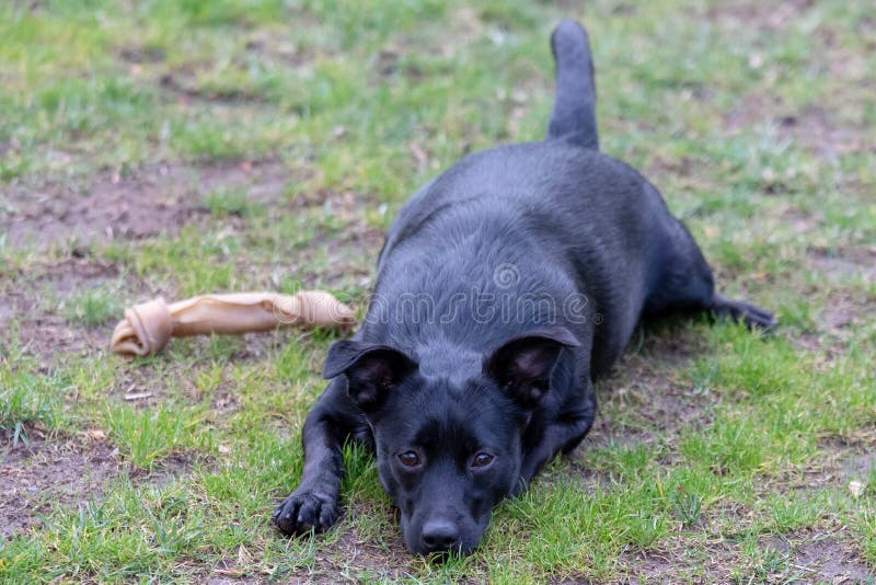 Cute Happy Overweight Fat Labrador Mix on the Grass at Park Stock Photo ...