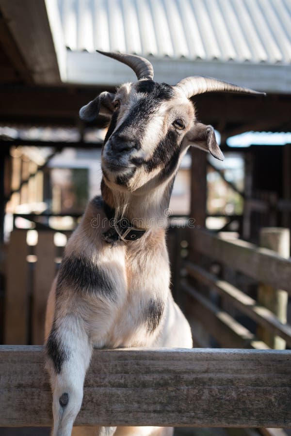 Cute and happy pet goat stock image. Image of collar - 60967497