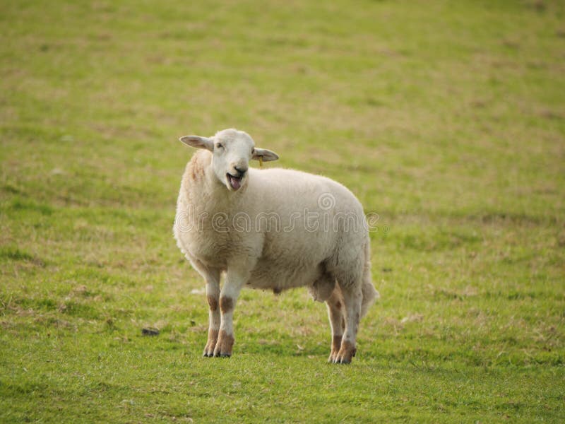 Cute and Happy Sheep Standing in a Large Green Field during Daylight ...
