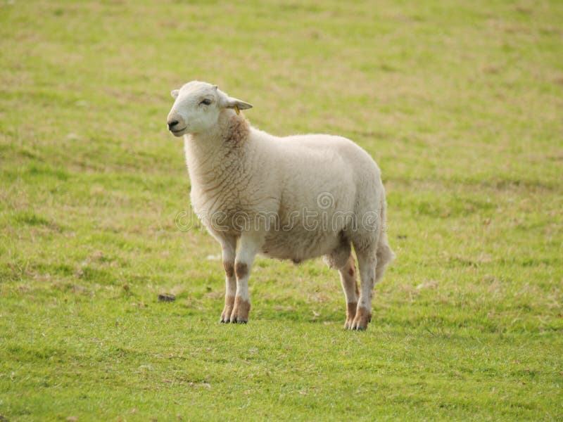 Happy Sheep stock photo. Image of nature, life, mammal - 30618464