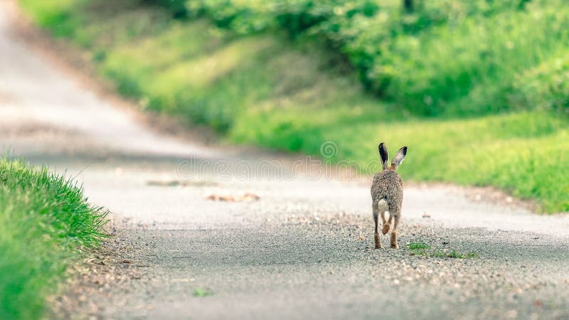 Cute Hare Running on a Countryside Path Passing through the Green ...