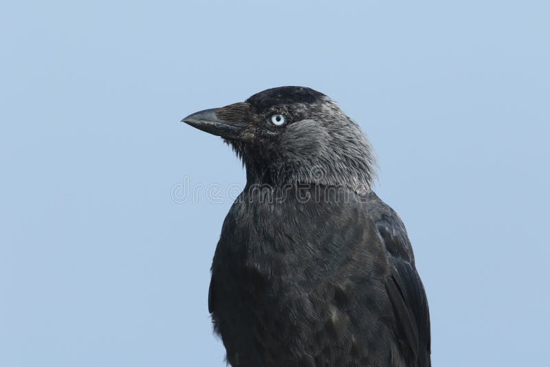 A Head Shot of a Beautiful Jackdaw, Corvus Monedula, with a Blue Sky ...