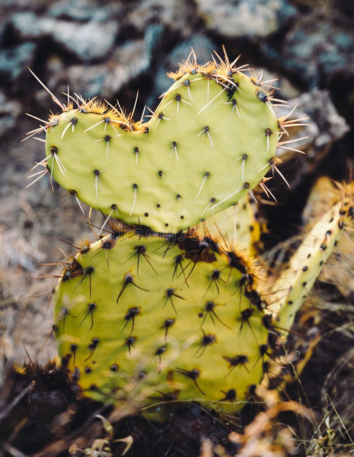 Cute Heart-shaped Cactus, Close-up. Stock Image - Image of arizona ...