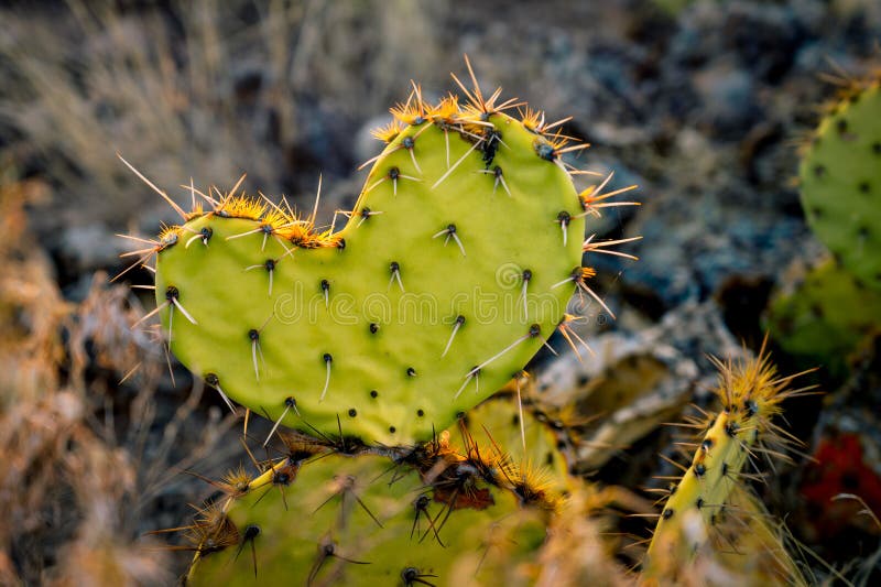 Closeup Heart-shaped Cactus Leaf. Stock Photo - Image of beauty, desert ...