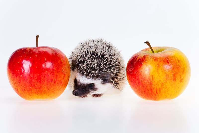 Squirrel and hedgehog stock photo. Image of isolated - 32791942