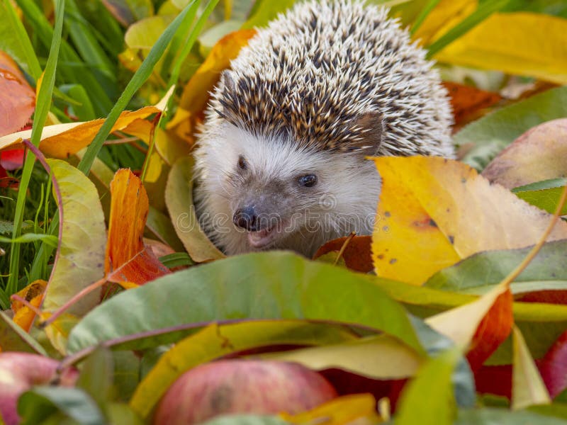 Cute Hedgehog in the Garden - Nice Autumnal Picture Stock Image - Image ...