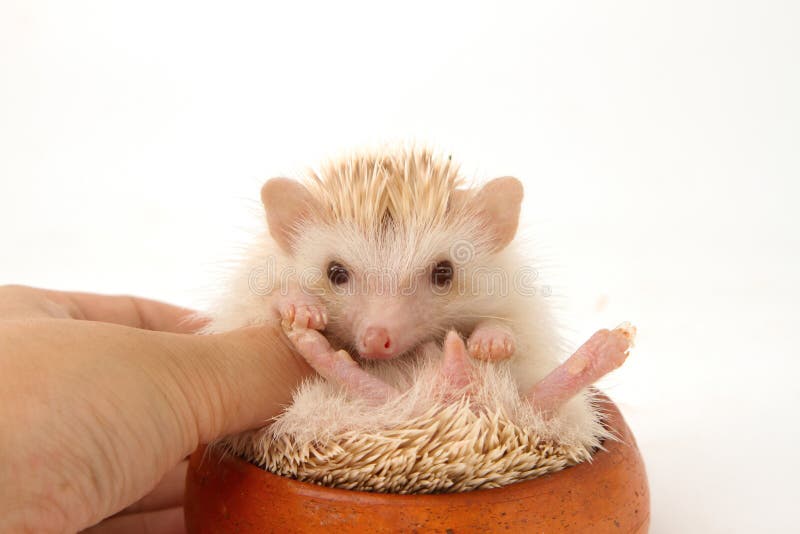 Cute hedgehog in hand stock photo. Image of leaf, portrait - 35436362