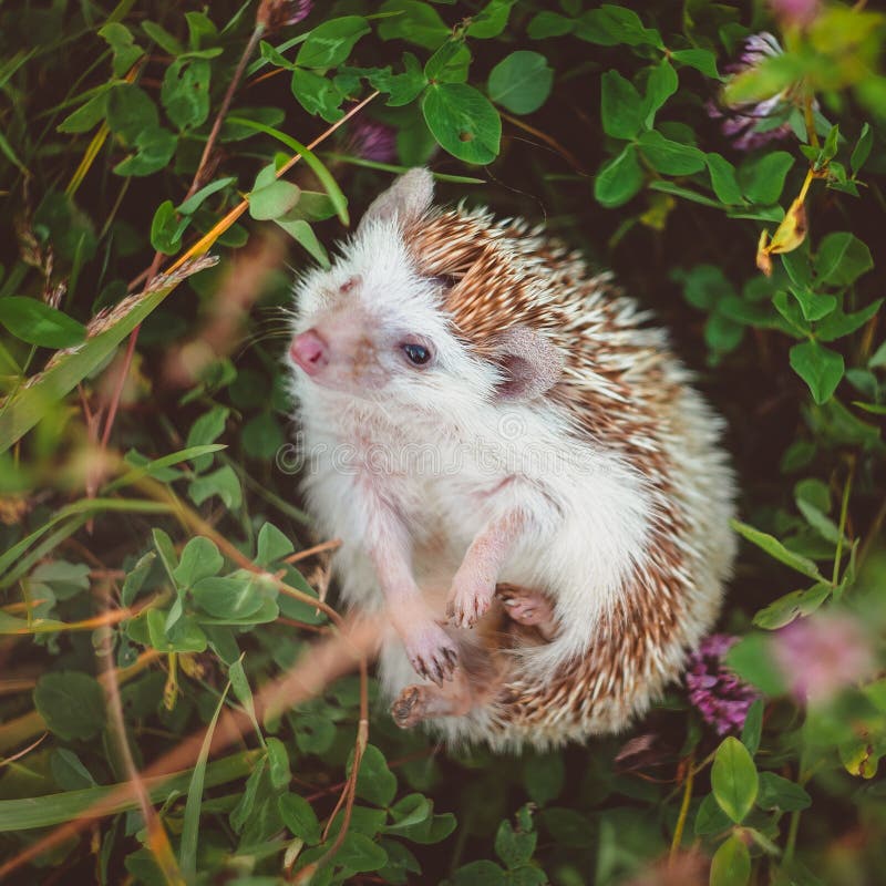 Cute Hedgehog Lying in Summer Green Field on Its Back Stock Image ...