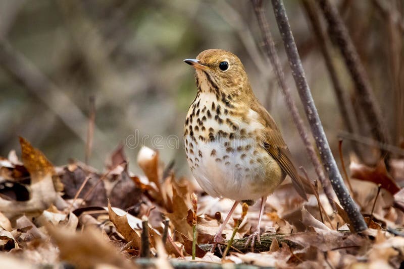 Cute Hermit Thrush Bird Close Up Portrait Stock Image - Image of ...