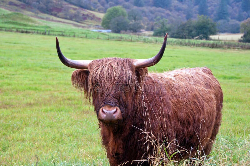 Cute Highland Cow stock image. Image of pasture, farmland - 27171819