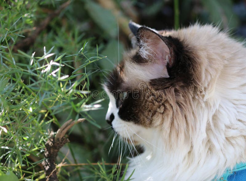Cute himalayan cat stock photo. Image of furry, whisker - 156870358