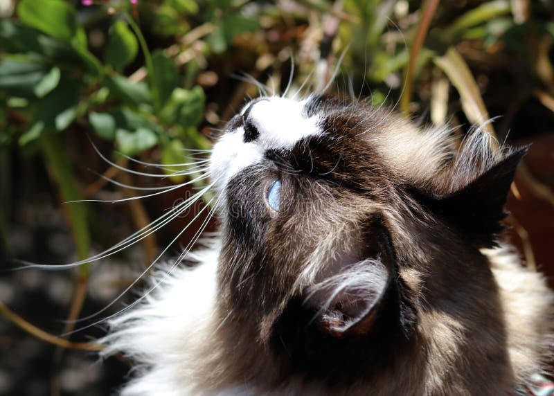 Cute himalayan cat stock image. Image of domestic, softness - 162199785