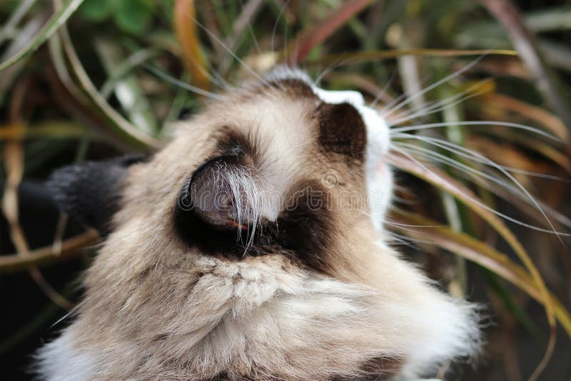 Cute himalayan cat stock image. Image of softness, young - 165468451