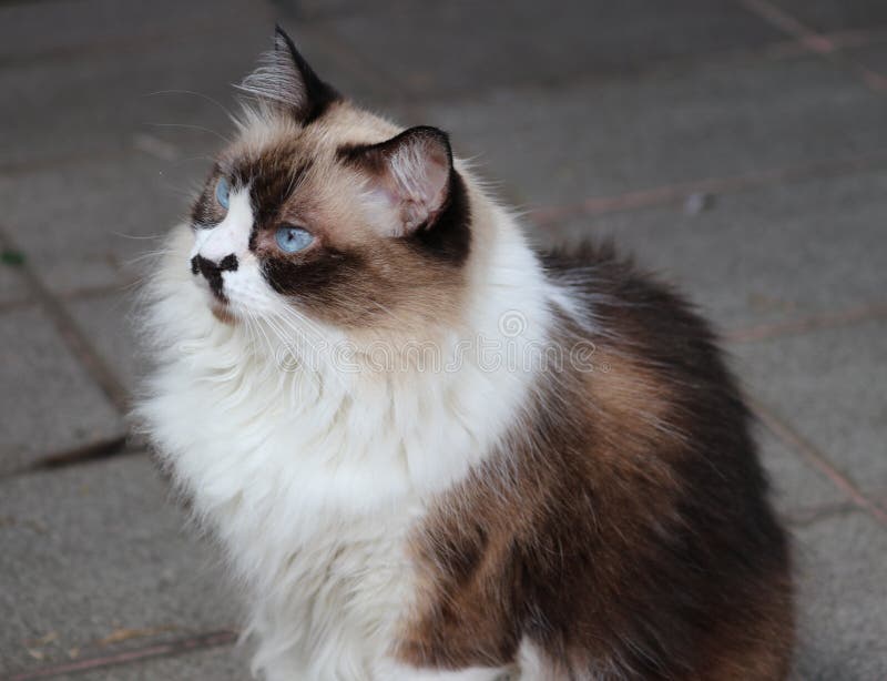 Cute himalayan cat stock photo. Image of domestic, cute - 148087618