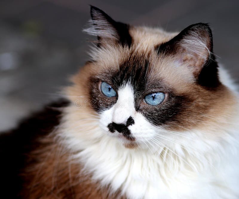 Cute himalayan cat stock image. Image of blue, fluffy - 149334575