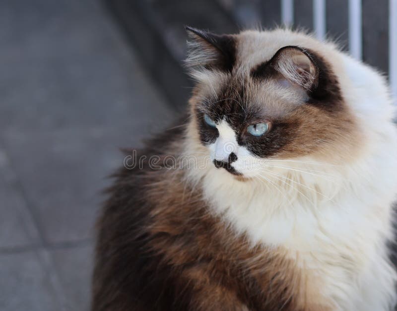 Cute himalayan cat stock image. Image of outdoors, eyes - 151357381