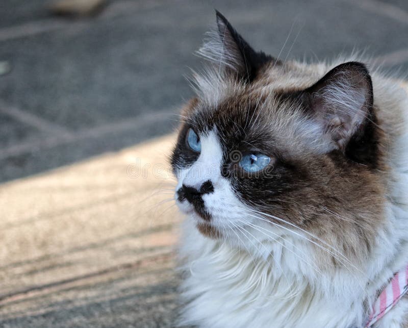 Cute himalayan cat stock image. Image of nose, white - 151956439