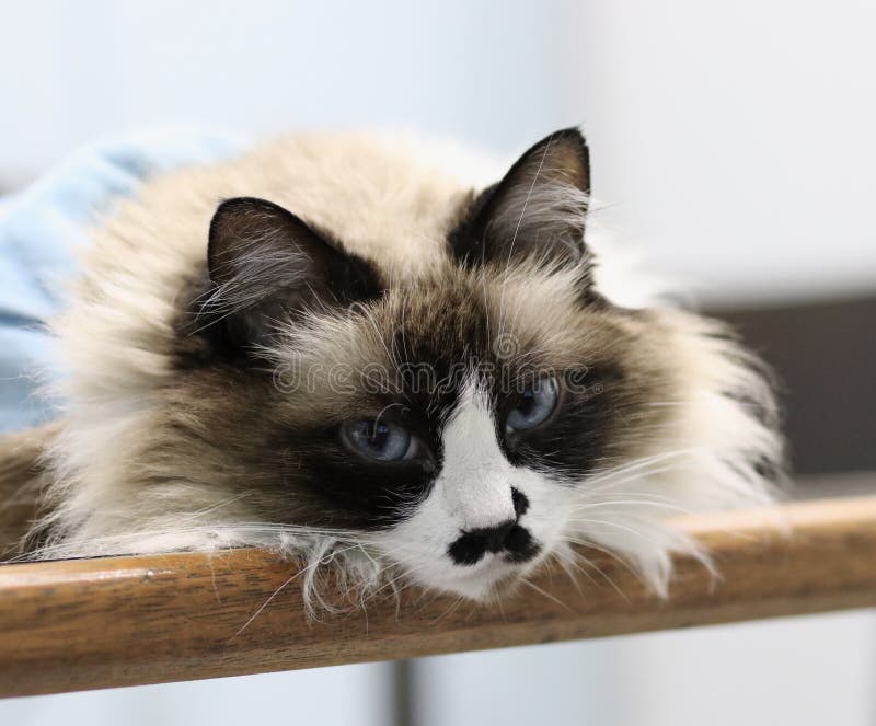Cute himalayan cat stock photo. Image of furry, looking - 148085602