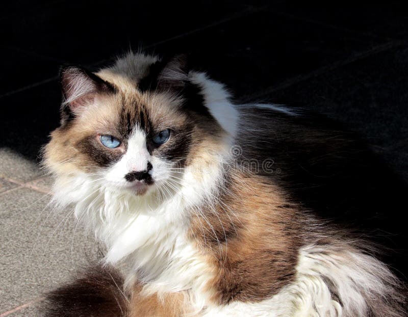 Cute himalayan cat stock photo. Image of eyes, sunbathing - 148085578