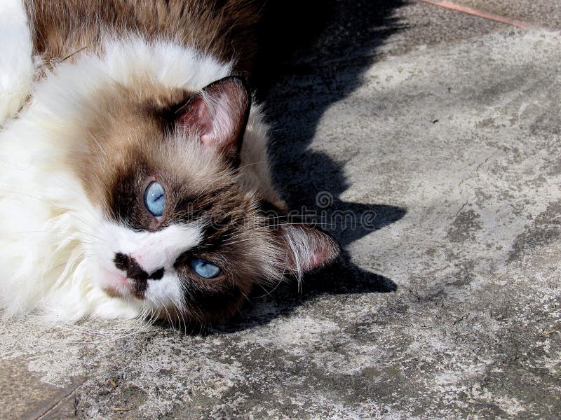 Cute himalayan cat stock photo. Image of furry, looking - 148085602