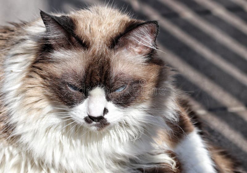 Cute himalayan cat stock image. Image of cute, furry - 148645707