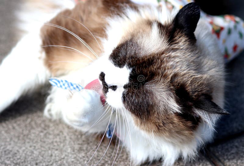 Cute himalayan cat stock photo. Image of daytime, sunny - 151713064