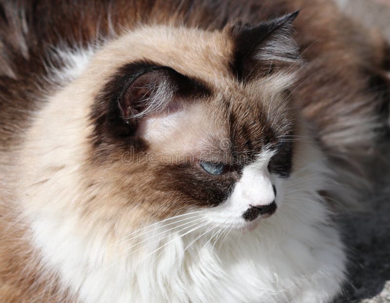 Cute himalayan cat stock photo. Image of sunlight, himalayan - 148645696