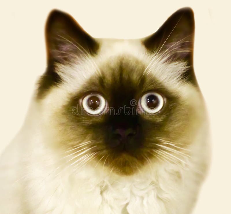 Cute himalayan cat stock photo. Image of backyard, sunny - 156870386