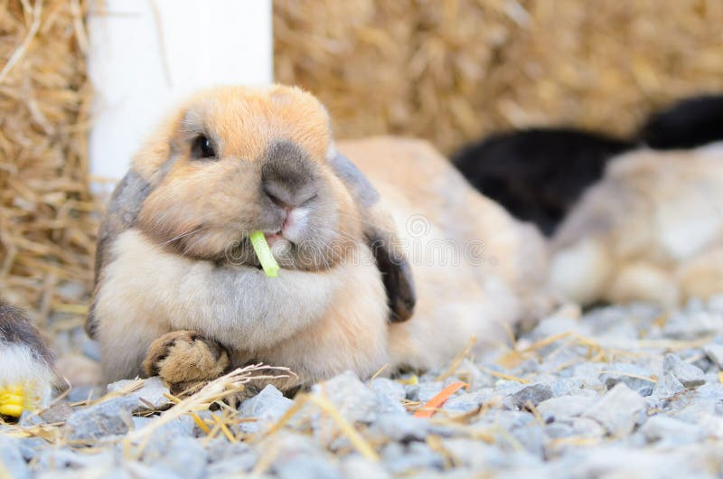 Cute holland lop rabbit stock photo. Image of fluffy - 51219020