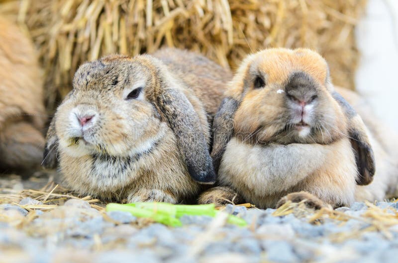 Cute holland lop rabbit stock image. Image of nature - 51218979