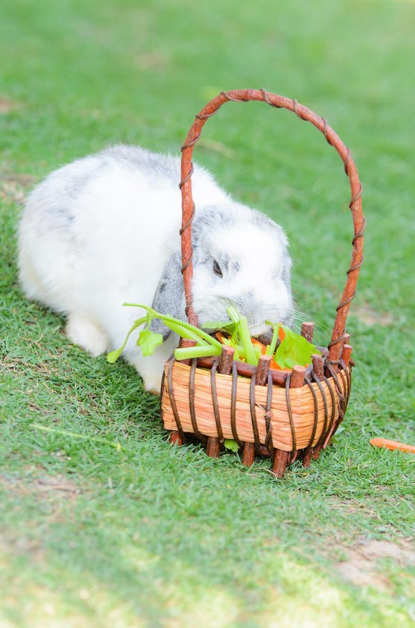 Cute holland lop rabbit stock photo. Image of pretty - 51218902