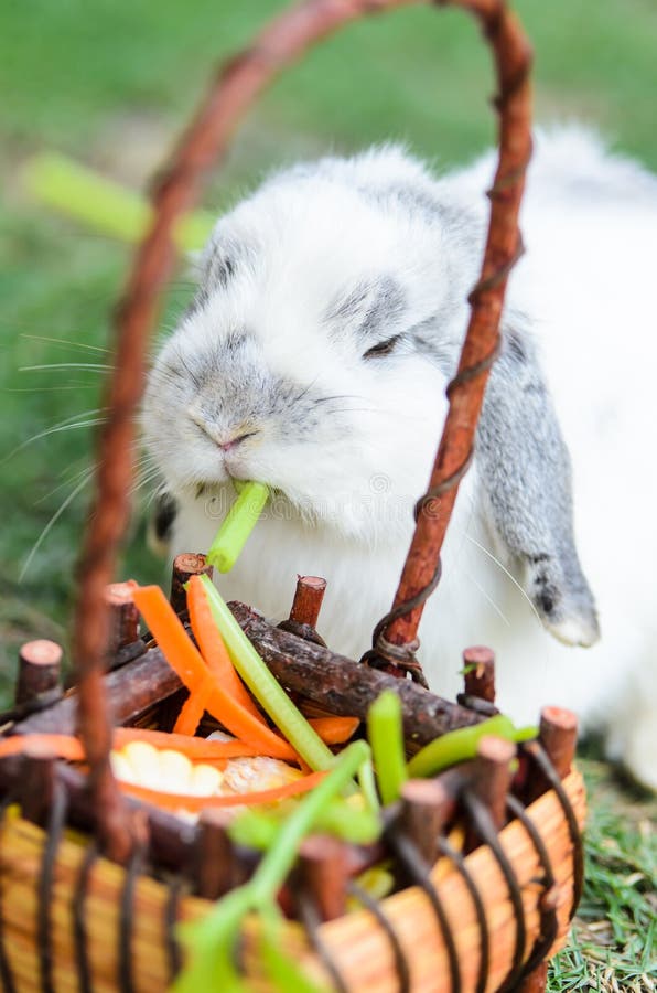 Cute holland lop rabbit stock photo. Image of fluffy - 51218930