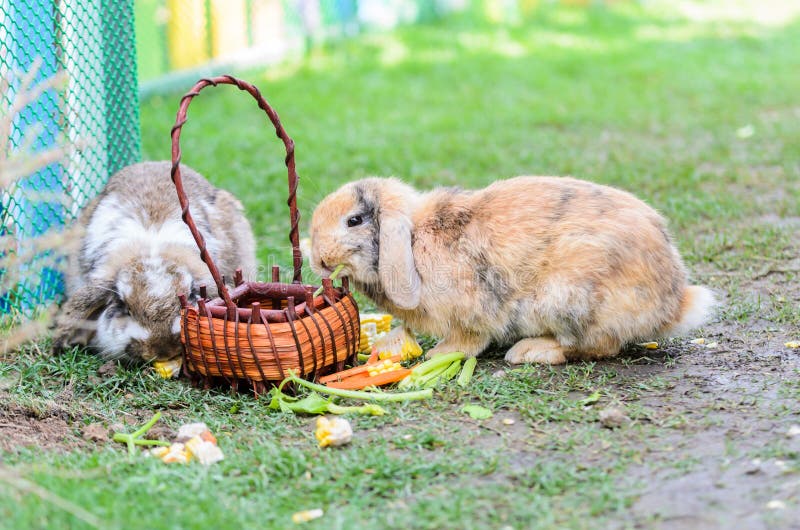 Cute holland lop rabbit stock photo. Image of hear, farm - 51218950