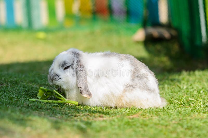Cute holland lop rabbit stock photo. Image of mammal - 51218866