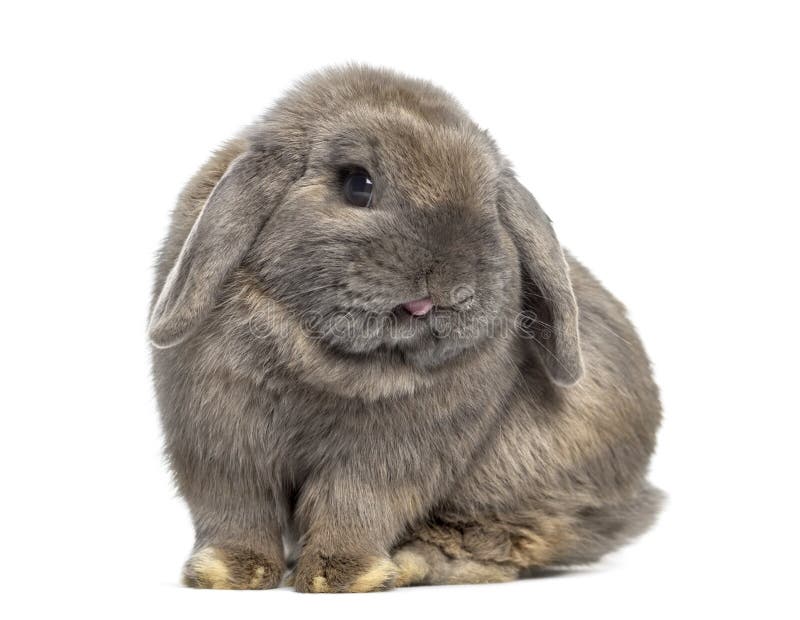 Holland Lop Rabbit stock image. Image of bunny, cute, holland - 9670835