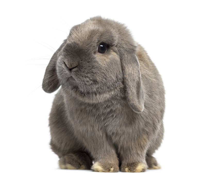 Holland Lop rabbit stock photo. Image of holland, cute - 47187818