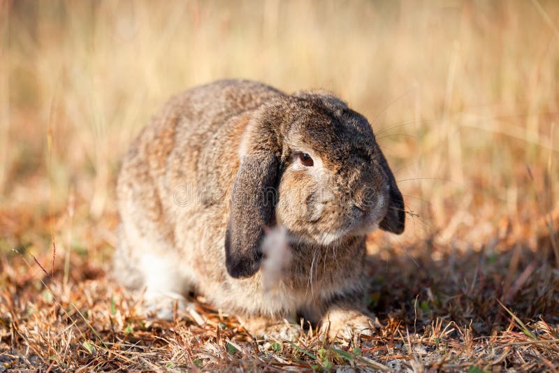 Holland Lop Rabbit Running in the Meadow with the Sunlight Stock Image ...