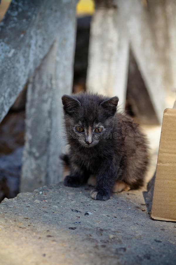 Cute homeless cat stock photo. Image of lost, nose, alone - 53053666