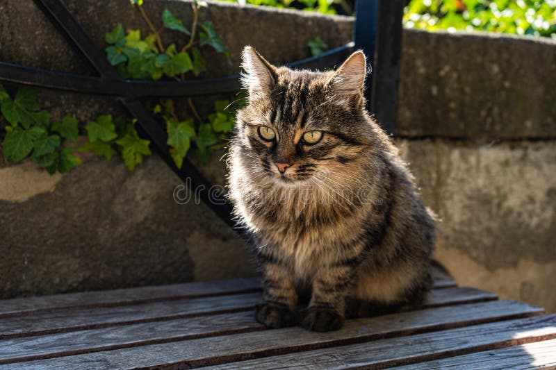 Cute Homeless Cat on the Park Bench Stock Photo - Image of garden ...