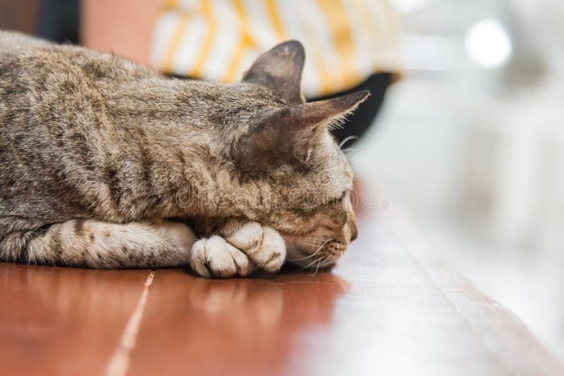 Cute Homeless Cat Sleeping Closeup Stock Image - Image of sleep, peace ...