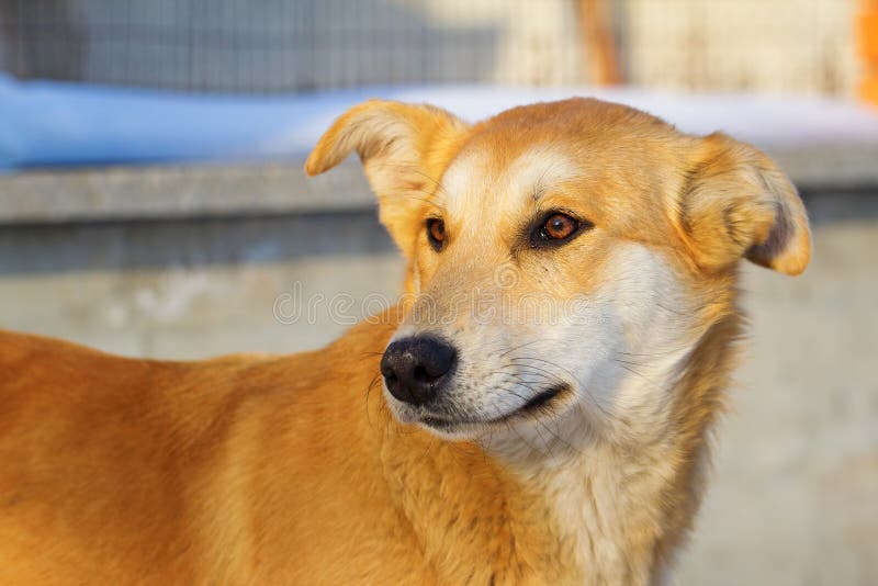 Cute homeless dog stock image. Image of portrait, stray - 65576991