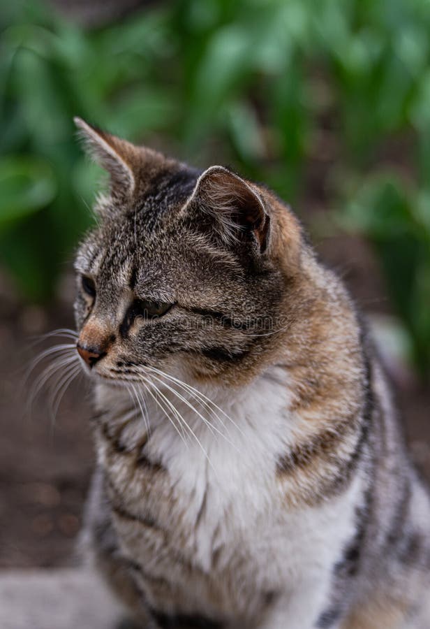Cute Homeless Kitten in the Park Stock Photo - Image of kitten, animal ...