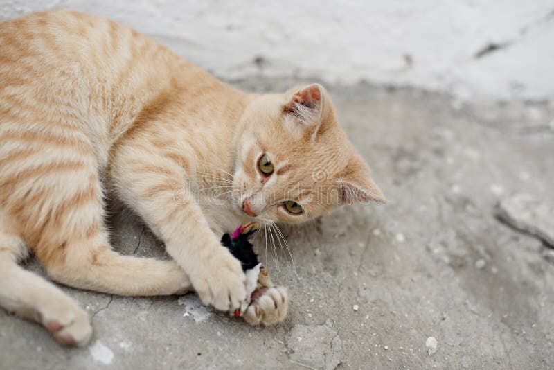 Cute Homeless Kittens Looking at Camera and Play Stock Photo - Image of ...