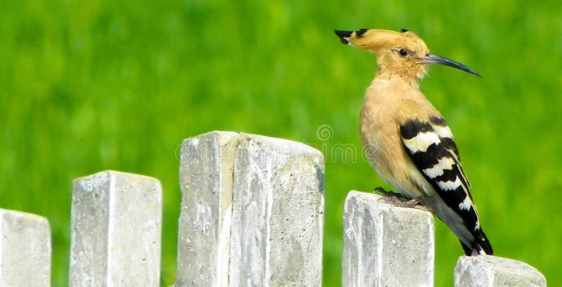 Indian HOOPOE stock photo. Image of beak, wood, wall - 39576962