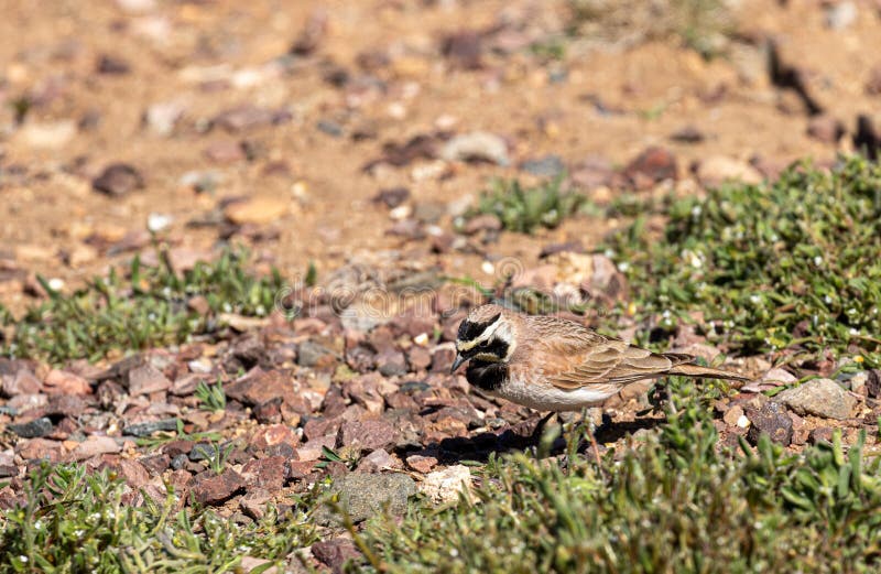 Cute Horned Lark in Spring stock photo. Image of birding - 180027740