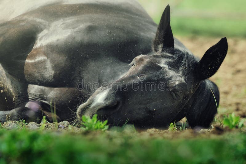 Cute Horse Resting on the Ground Stock Photo - Image of animal, farm ...