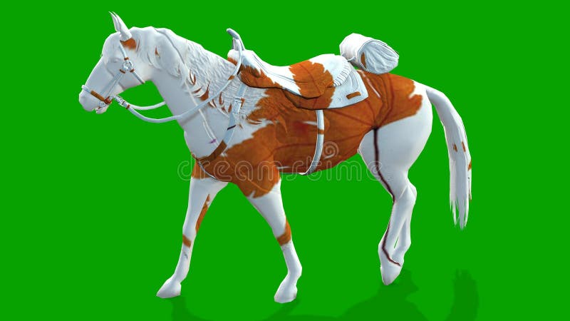 A Cute Horse View from Right Side on Green Screen-3D Rendering Photos ...
