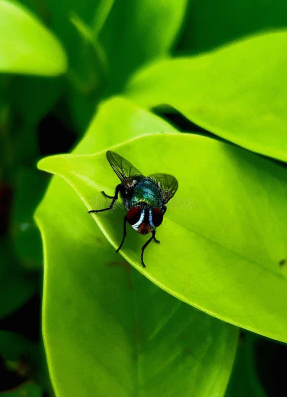 A cute housefly on a leaf stock photo. Image of leaf - 284418208